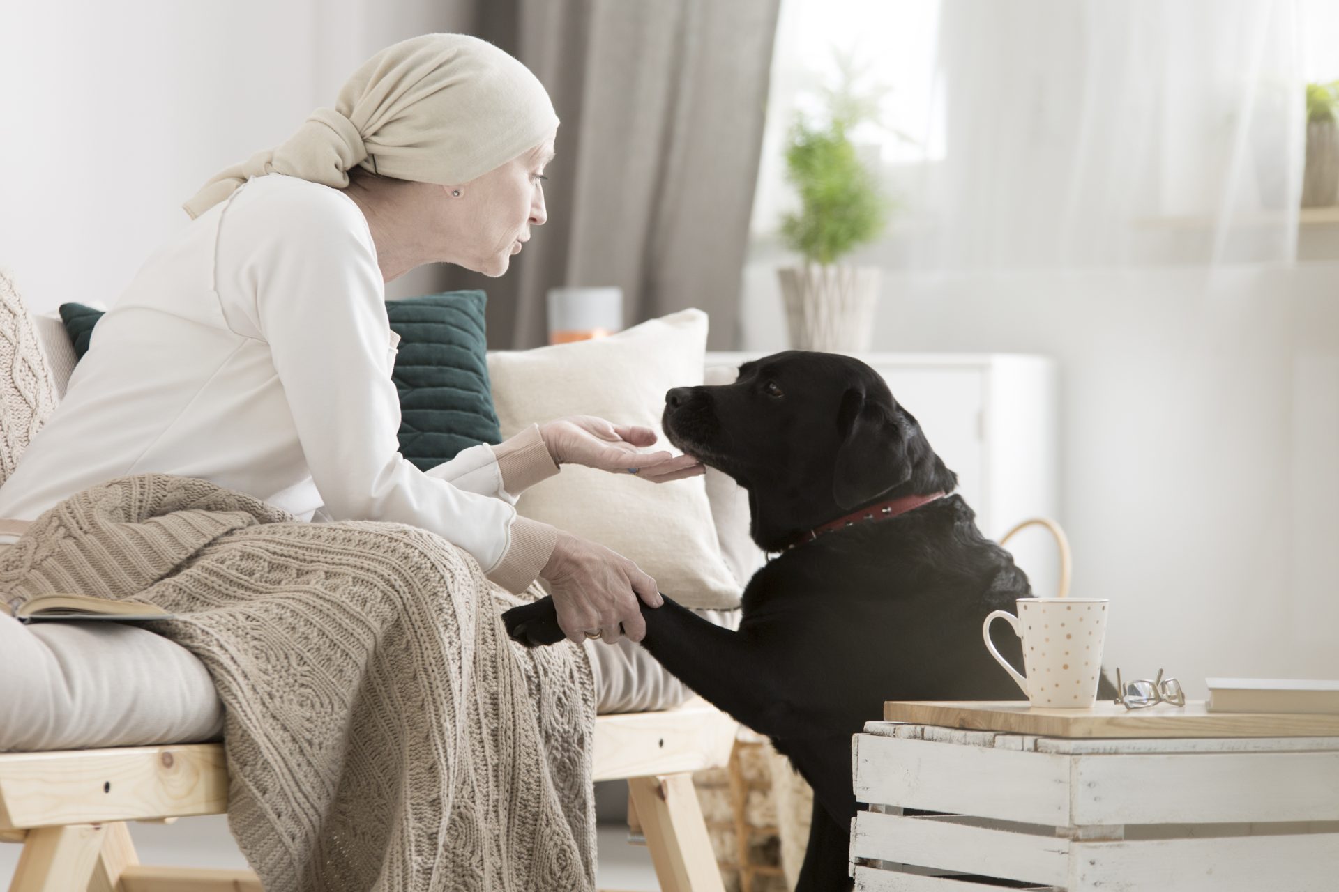 Caring For Pets While You Have Cancer: What You Need to Know - American ...
