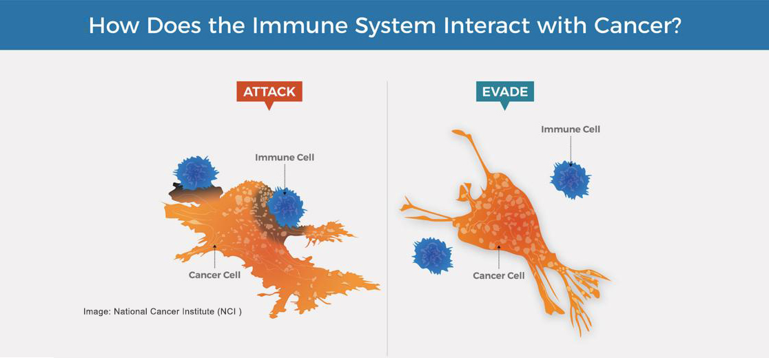 Immunotherapy: What You Need to Know About this Cancer Treatment ...